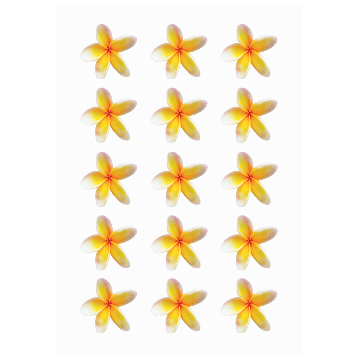 Yellow Frangipanis White Temp Tattoos Sheet – Purdie Photography Designs