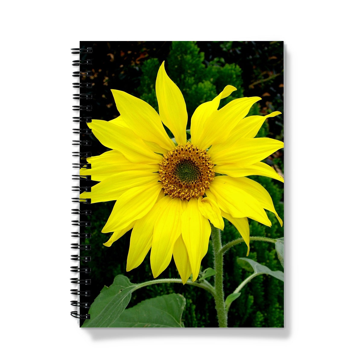Single Sunflower A5 Lined Spiral Bound Notebook (FWS) – Purdie ...